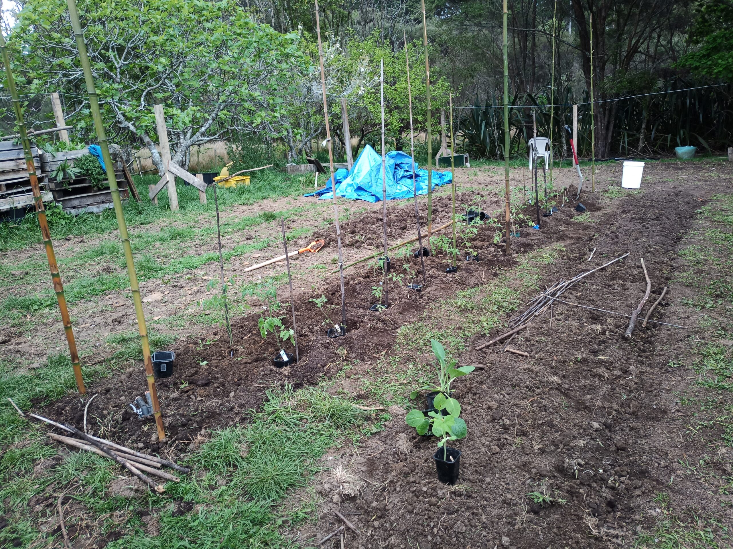 Co-op Farm Project - Regenscapes